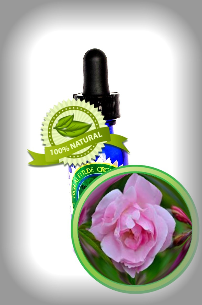 Tea Rose Absolute Oil - 100% Pure Rosa Odorata